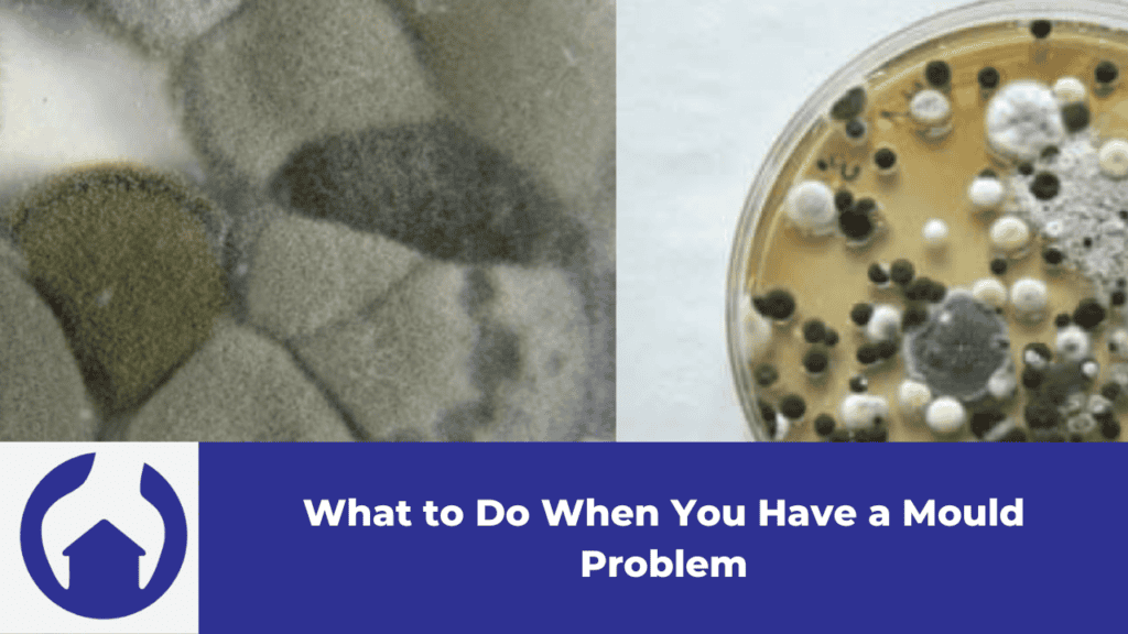 Effective Mould Control Tips for Your Home