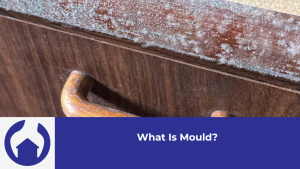 What Causes Mould in Homes and Why a Mould Inspection Matters